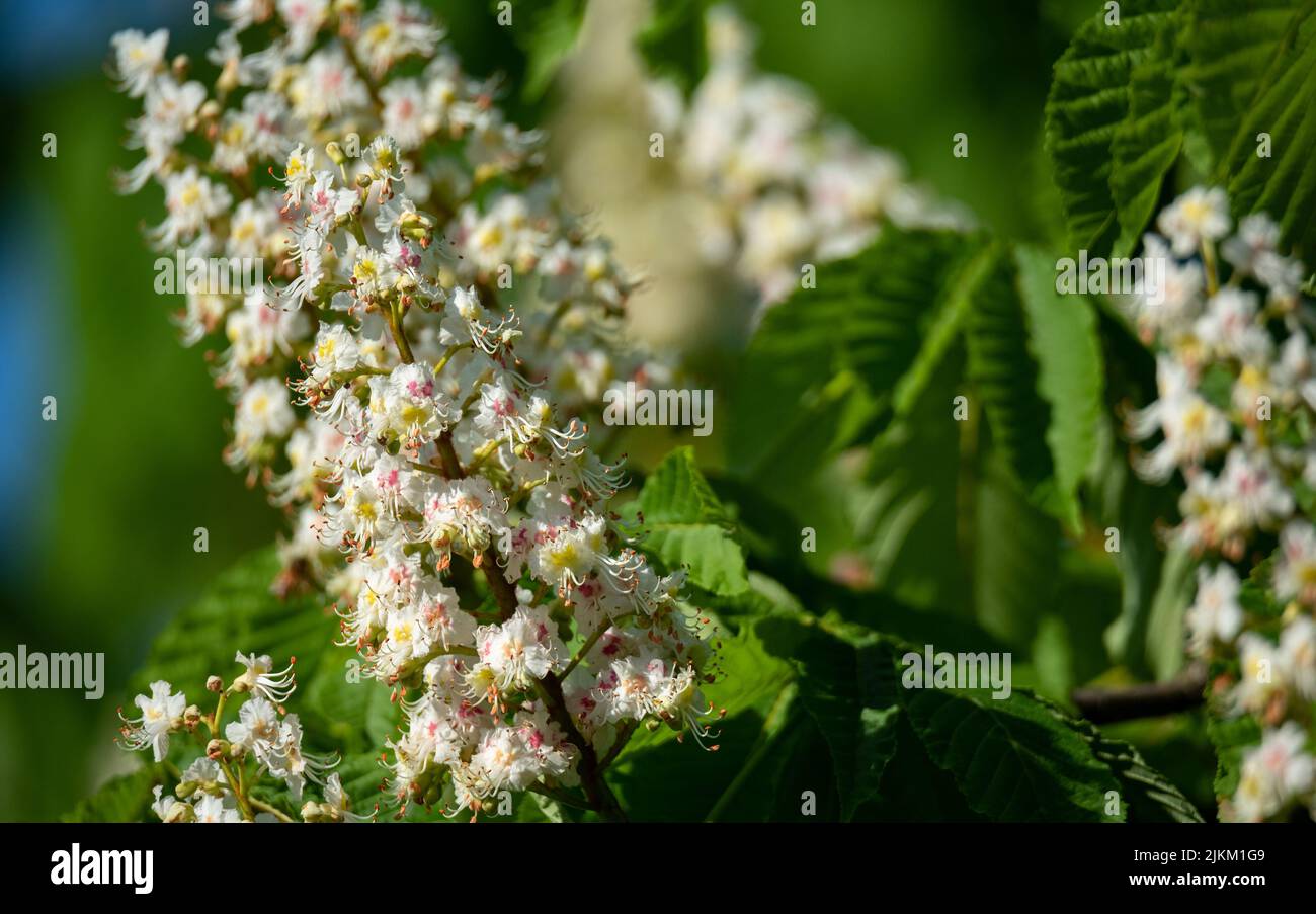 Flowering of chestnuts. Chestnut inflorescence. Flowers on the tree ...