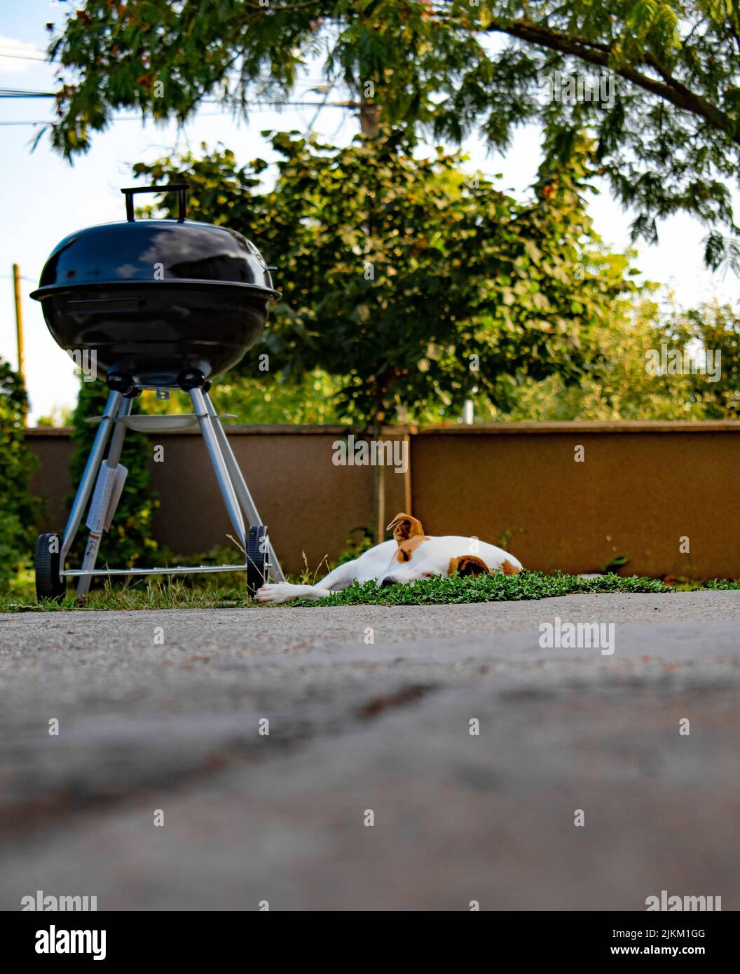 A vertical shot of a Jack Russell Terrier sleeping by the barbecue in ...