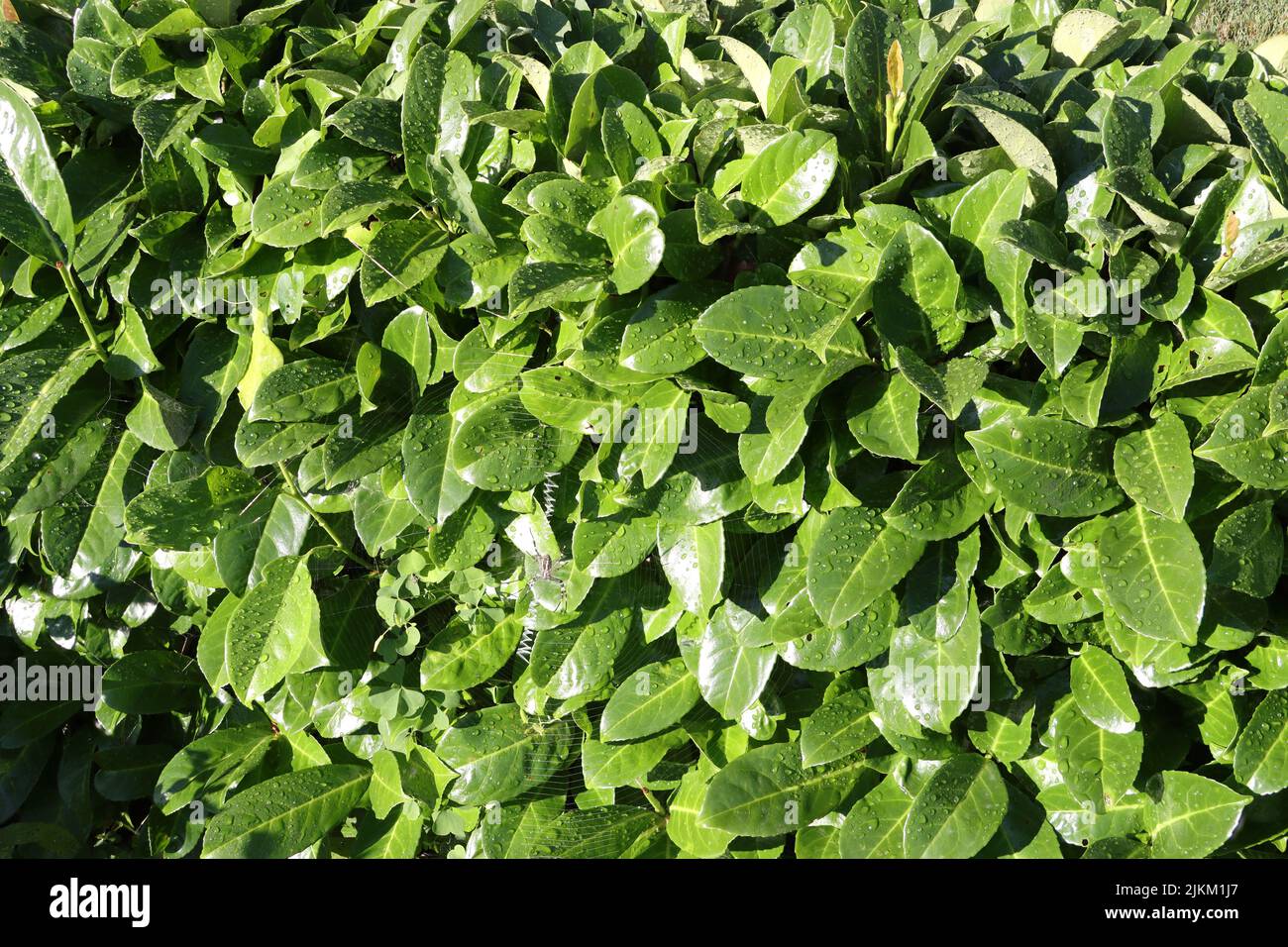 tiger spider, or wasp spider. creepy male spider is waiting in bay tree ...