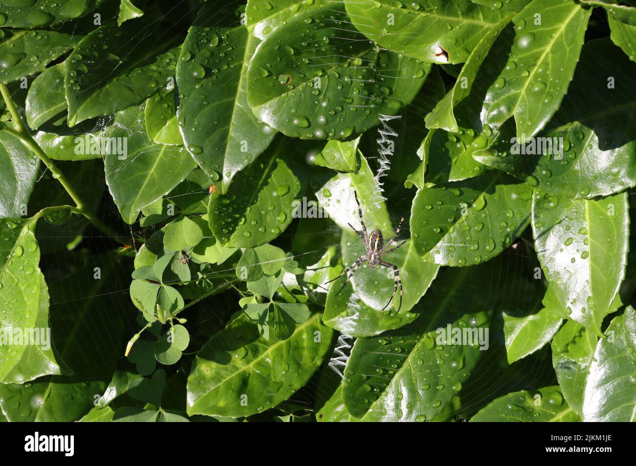 tiger spider, or wasp spider. creepy male spider is waiting in bay tree ...