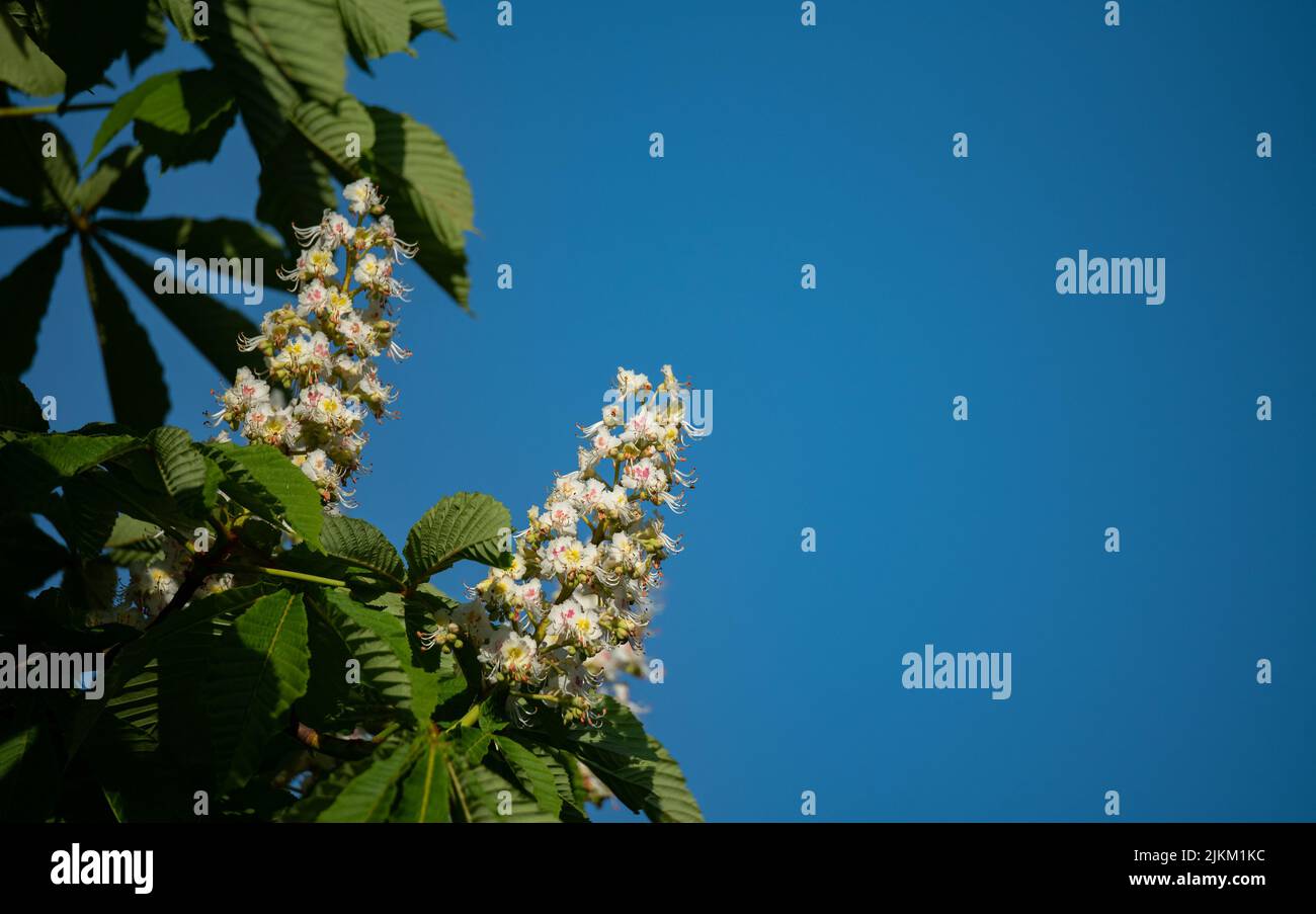 Flowering of chestnuts. Chestnut inflorescence. Flowers on the tree ...