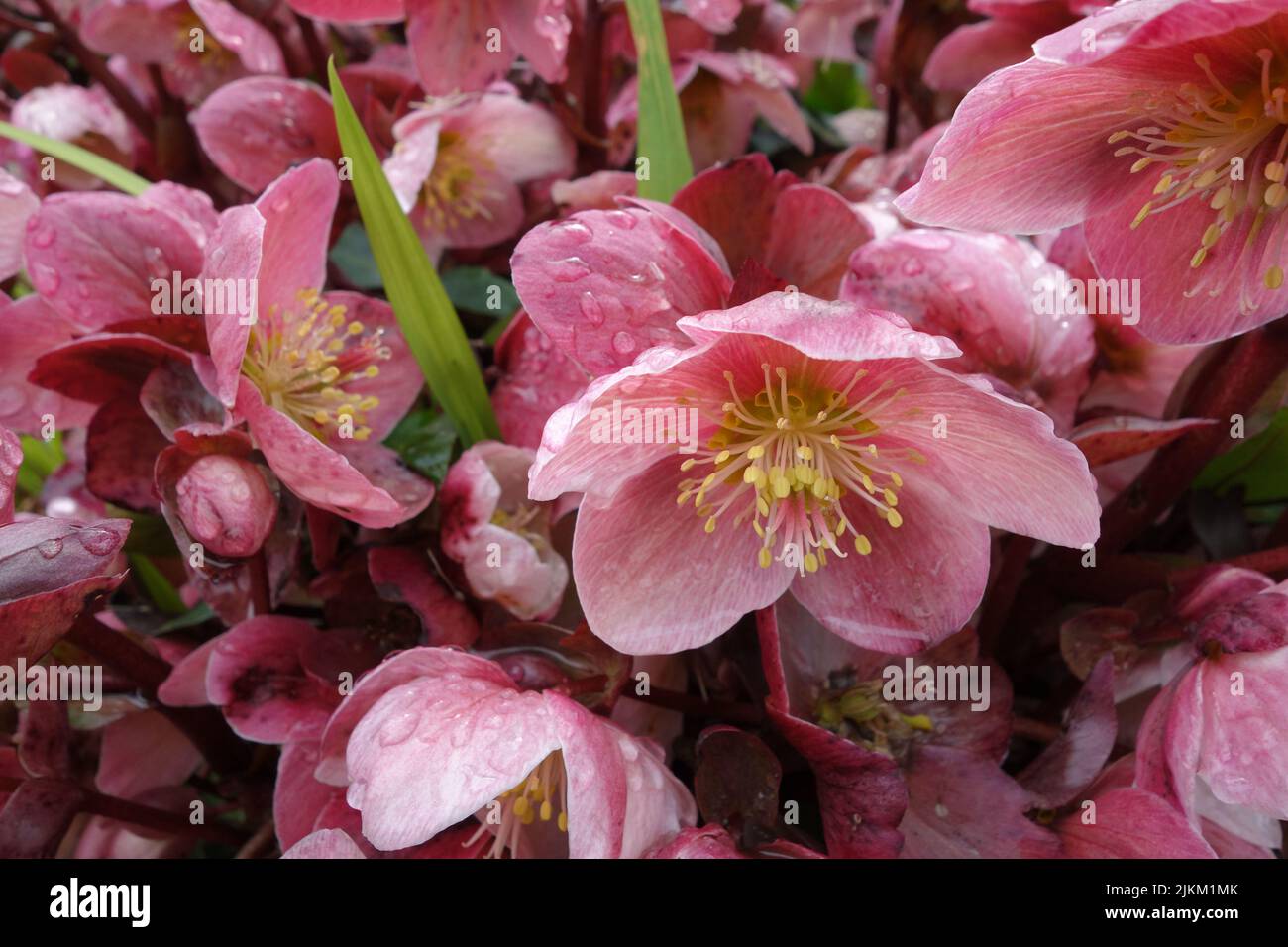 A closeup shot of the Helleborus niger flowers in the Beacon Hill Park ...
