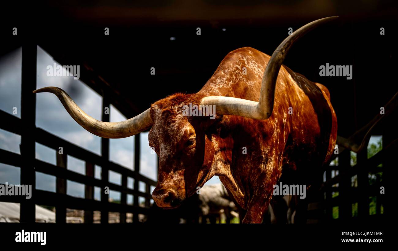 Texas cattle breed hi-res stock photography and images - Alamy