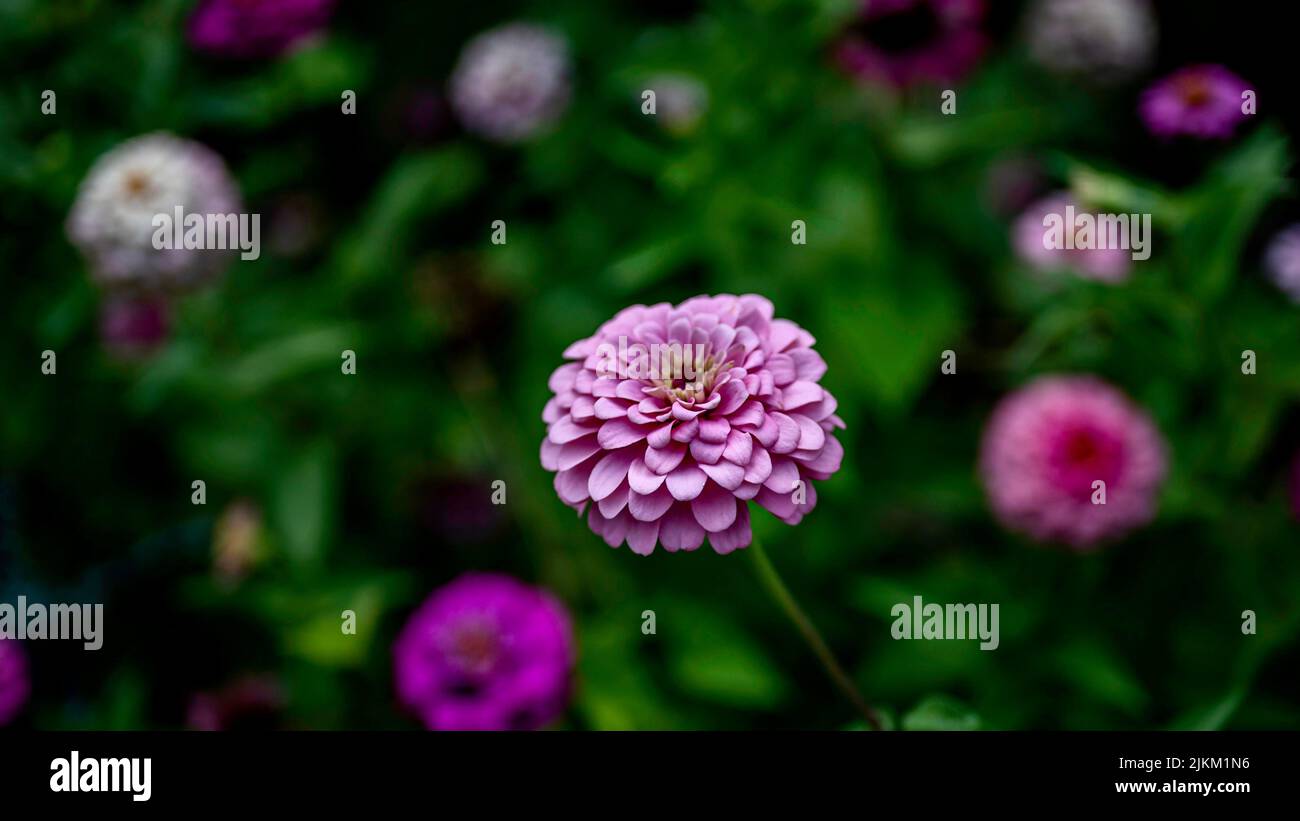 Zinnia leaves hi-res stock photography and images - Alamy