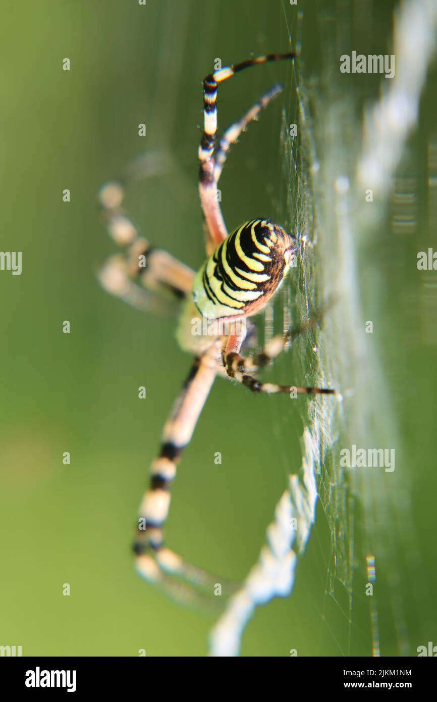 Argiope in waiting hi-res stock photography and images - Alamy