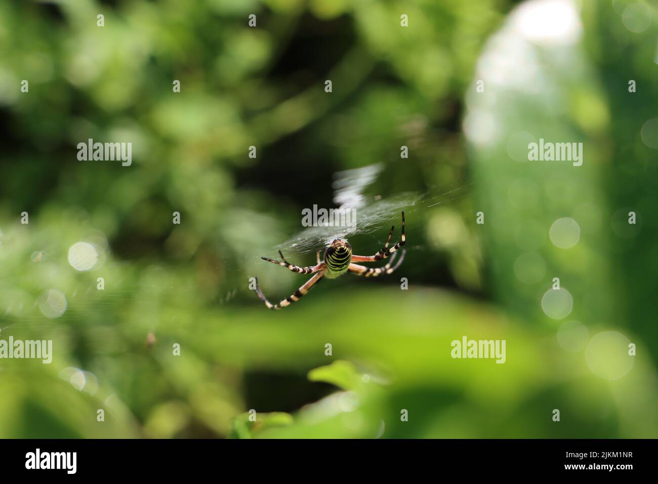 tiger spider, or wasp spider. creepy male spider is waiting in bay tree ...