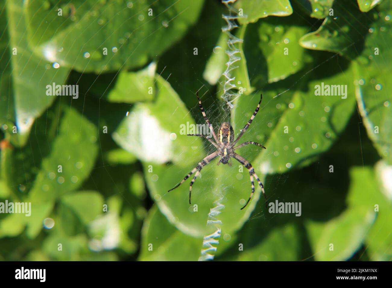 tiger spider, or wasp spider. creepy male spider is waiting in bay tree ...