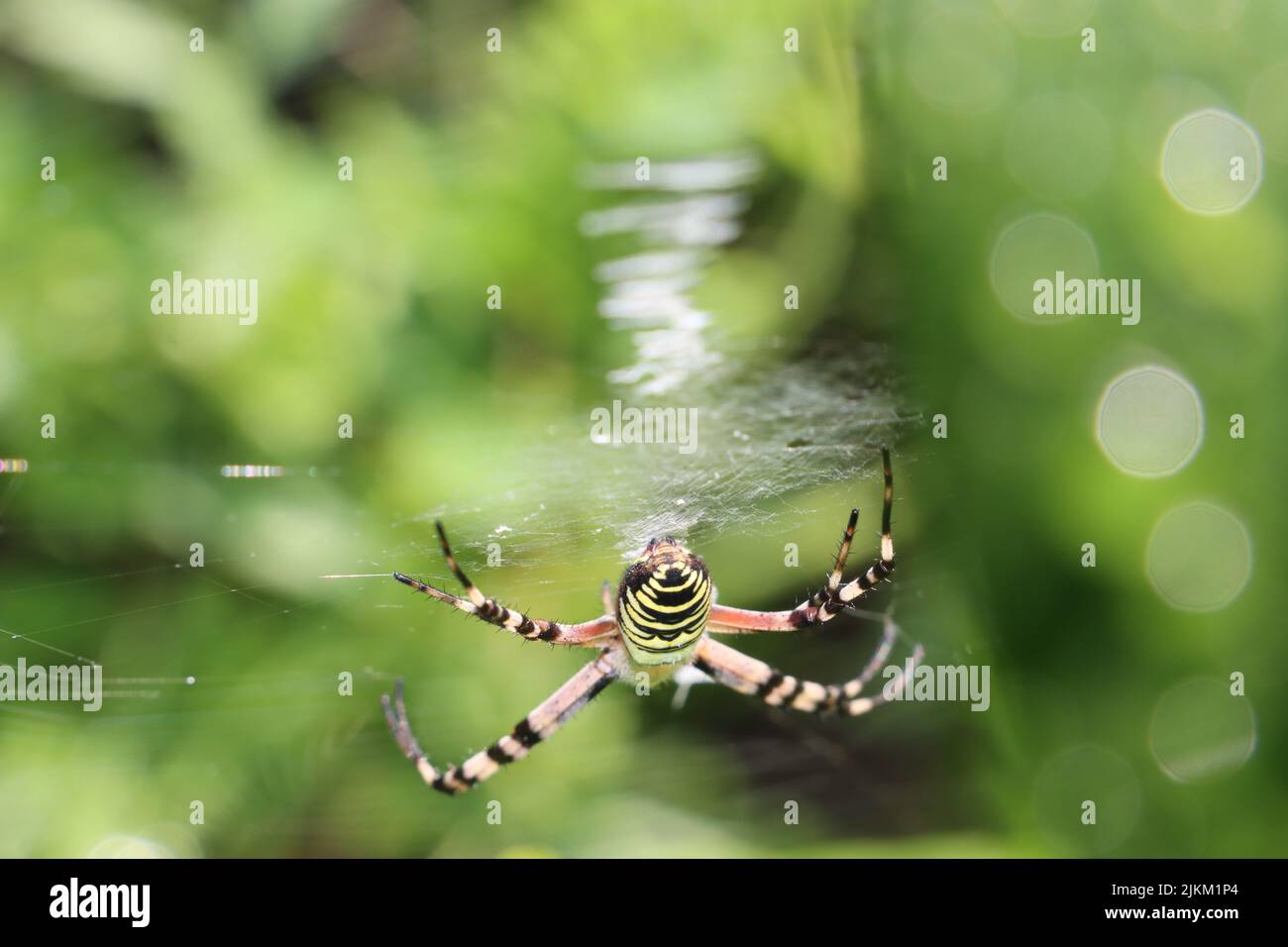 tiger spider, or wasp spider. creepy male spider is waiting in bay tree ...
