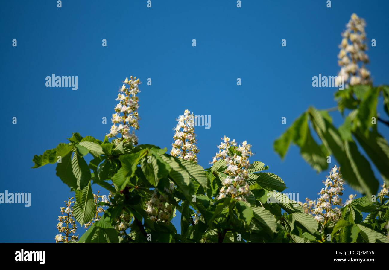 Flowering of chestnuts. Chestnut inflorescence. Flowers on the tree ...