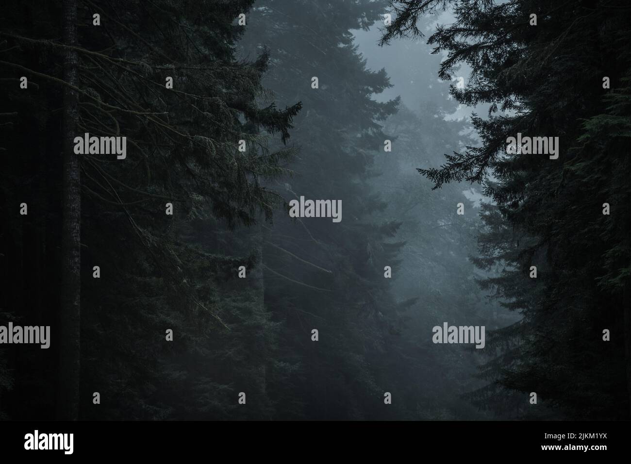 Dark Dramatic Redwood Woodland Landscape. Northern California, United ...