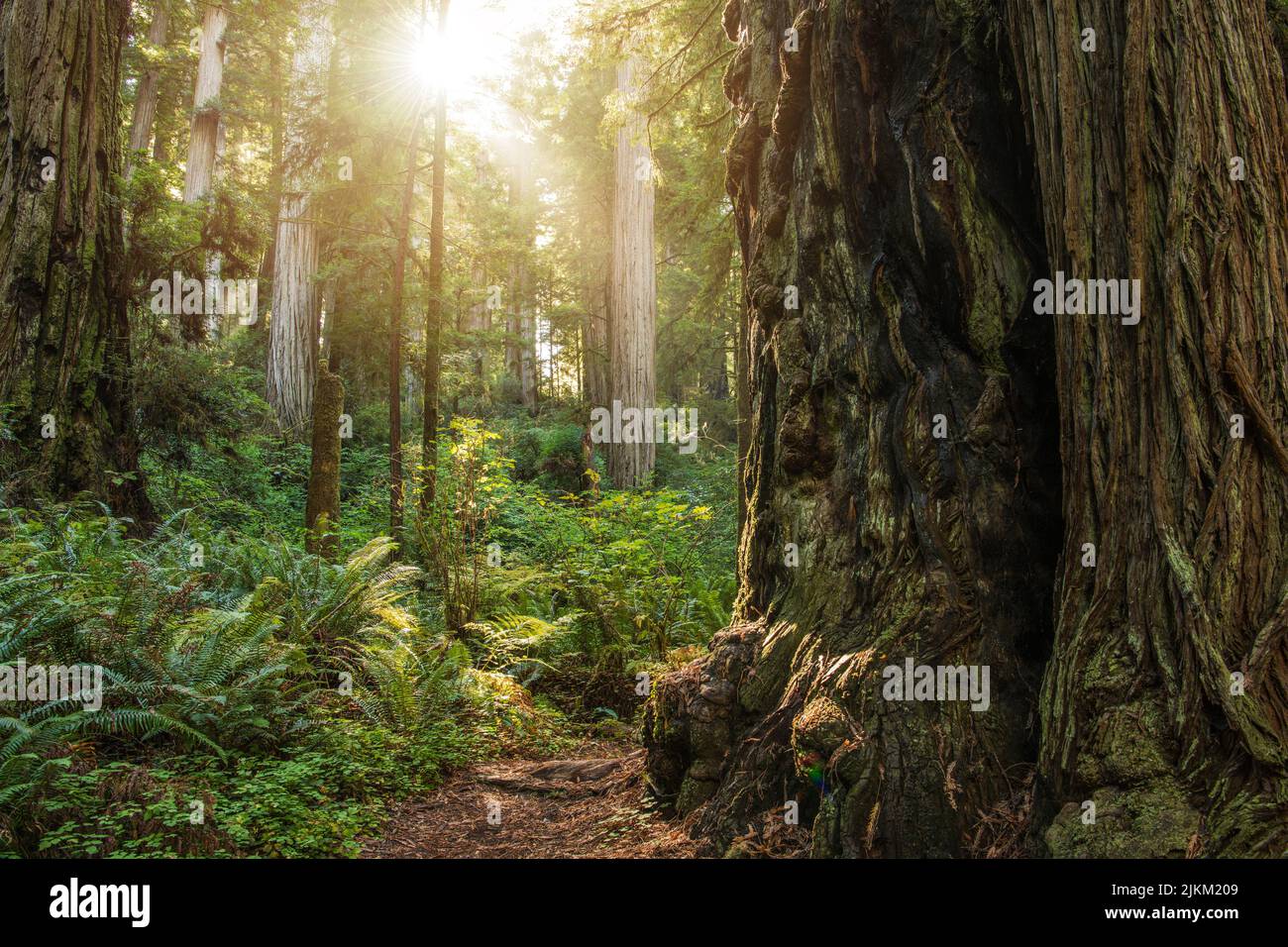 Scenic Summer Sunny Day in the Redwood Forest of Northern California ...