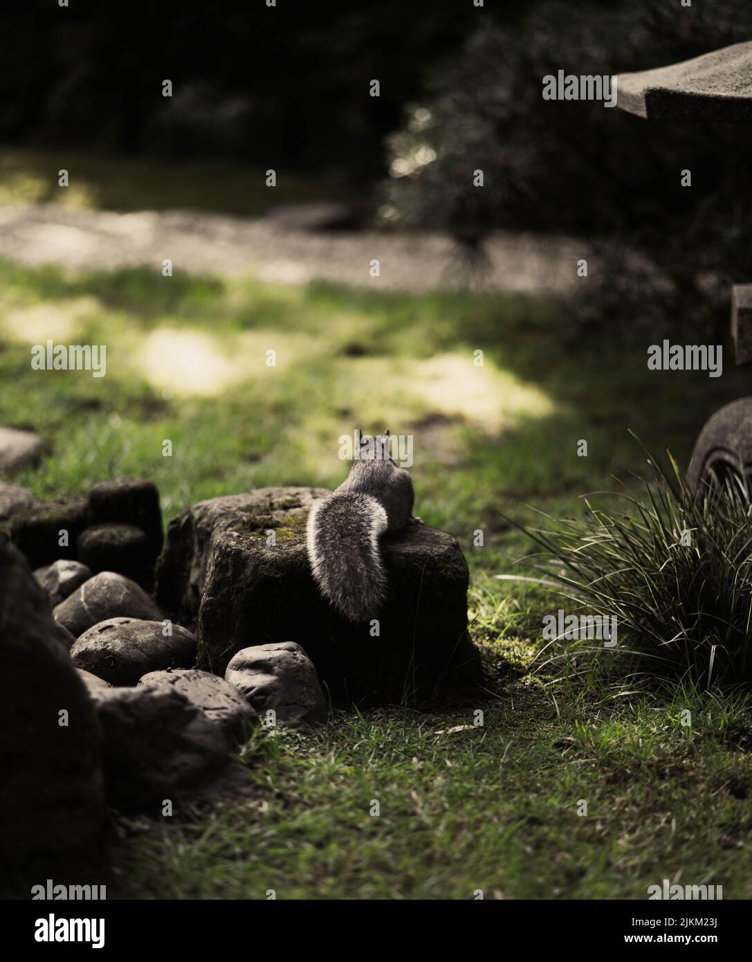 Squirrel and vegetation hi-res stock photography and images - Alamy