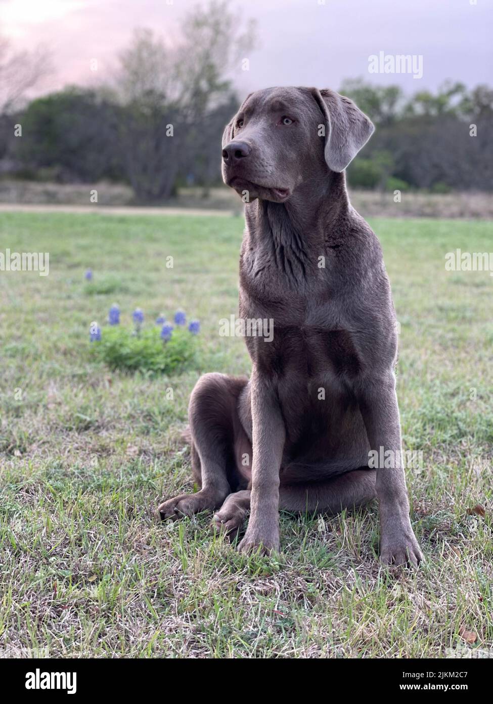 A vertical shot of a gray labrador retriever sitting on the ground ...