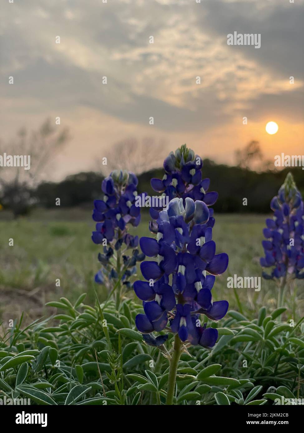 Bluebonnet in field hi-res stock photography and images - Alamy