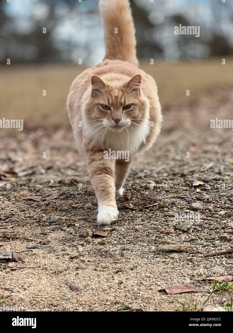 A selective focus shot of a cat walking on the soiled ground Stock ...