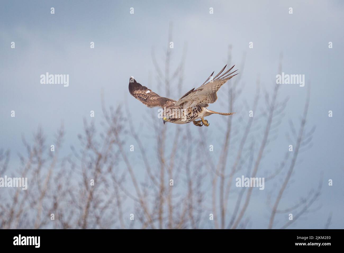 A flying Buzzard eagle in the forest in Toronto, Canada Stock Photo - Alamy
