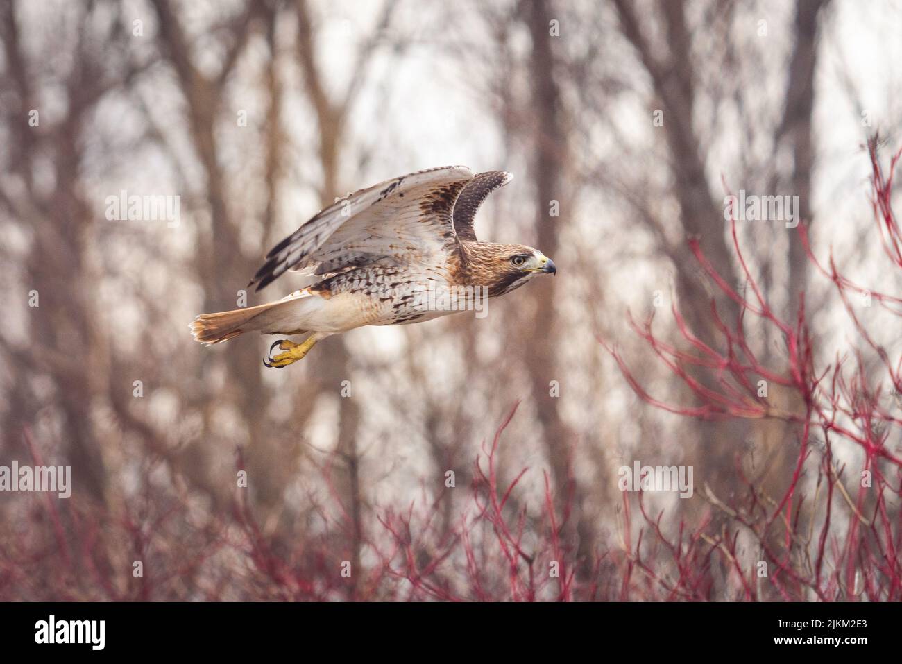 A flying Buzzard eagle in the forest in Toronto, Canada Stock Photo - Alamy