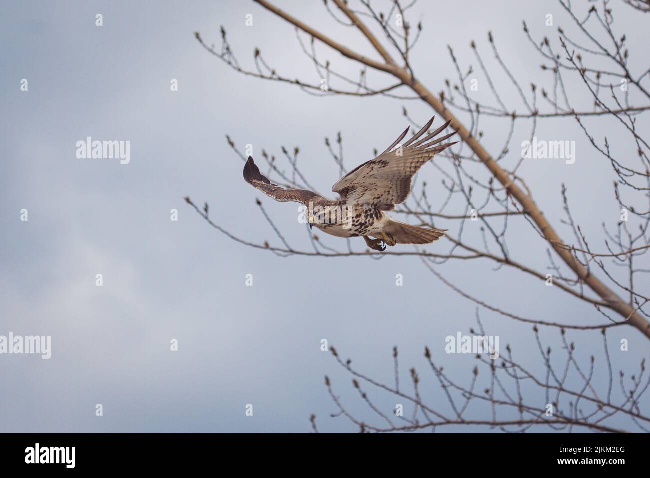 A flying Buzzard eagle in the forest in Toronto, Canada Stock Photo - Alamy