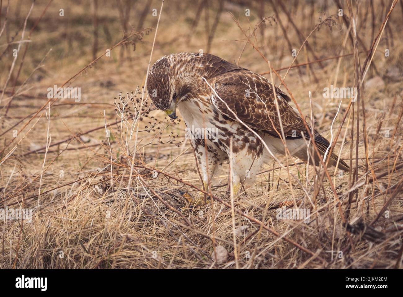 An adult Buzzard eagle on the ground in Toronto, Canada Stock Photo - Alamy