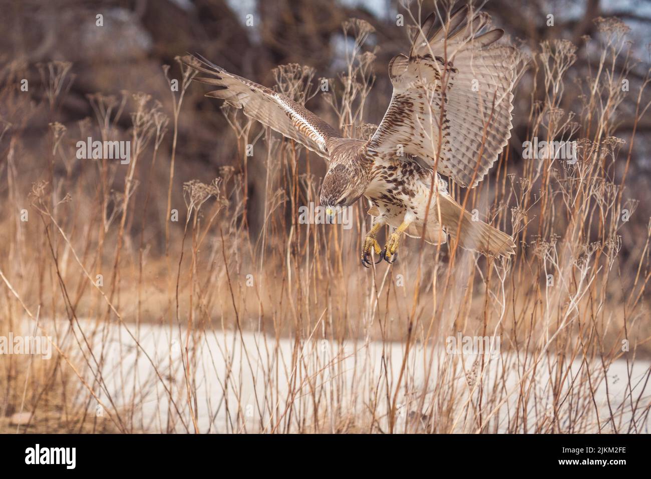 A flying Buzzard eagle in the forest in Toronto, Canada Stock Photo - Alamy