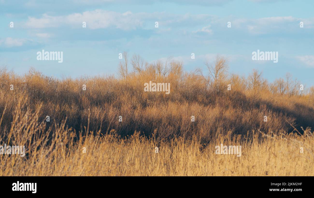 A brown swampy marsh with blue puddles Stock Photo - Alamy