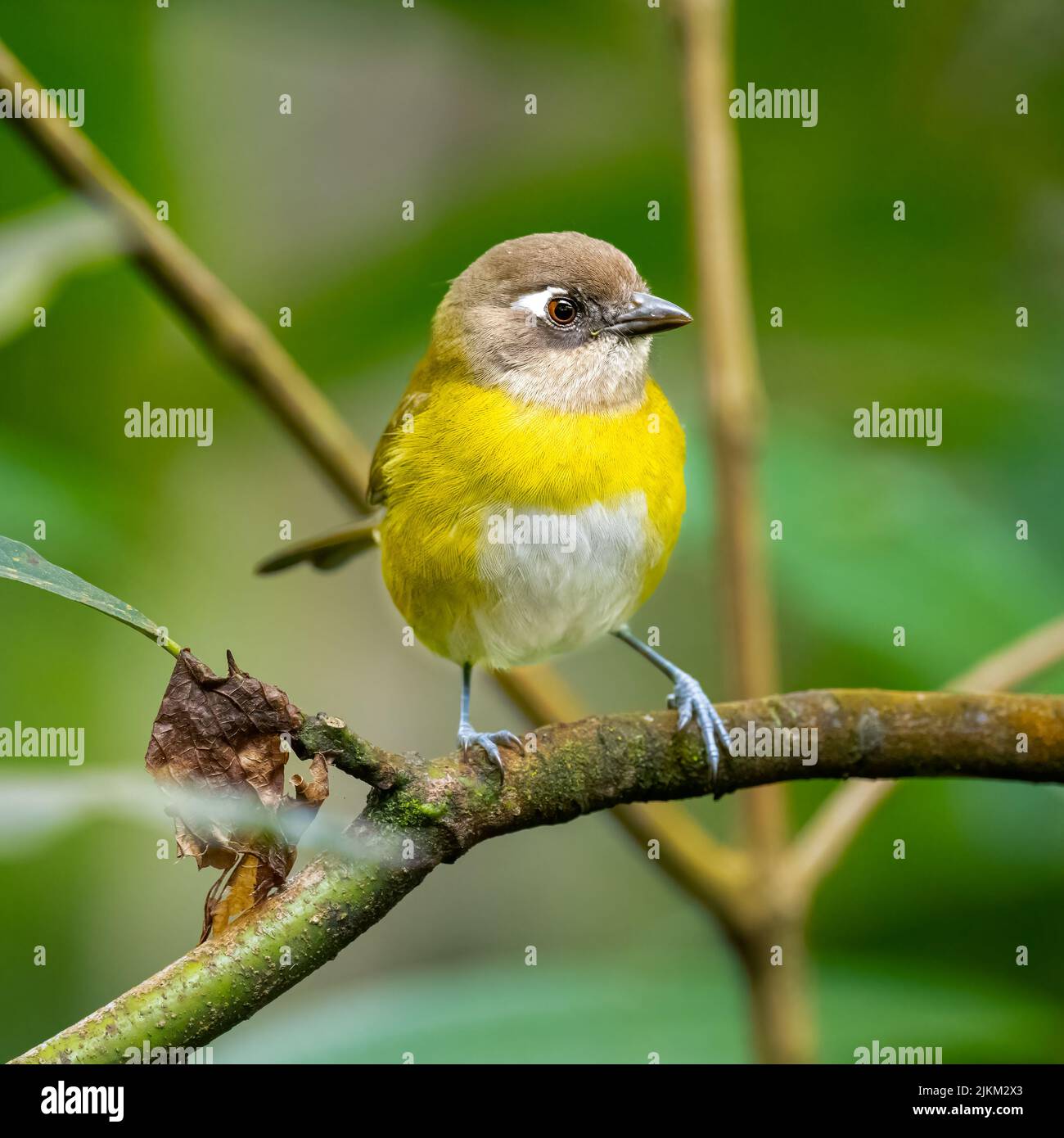 Songbird background hi-res stock photography and images - Alamy
