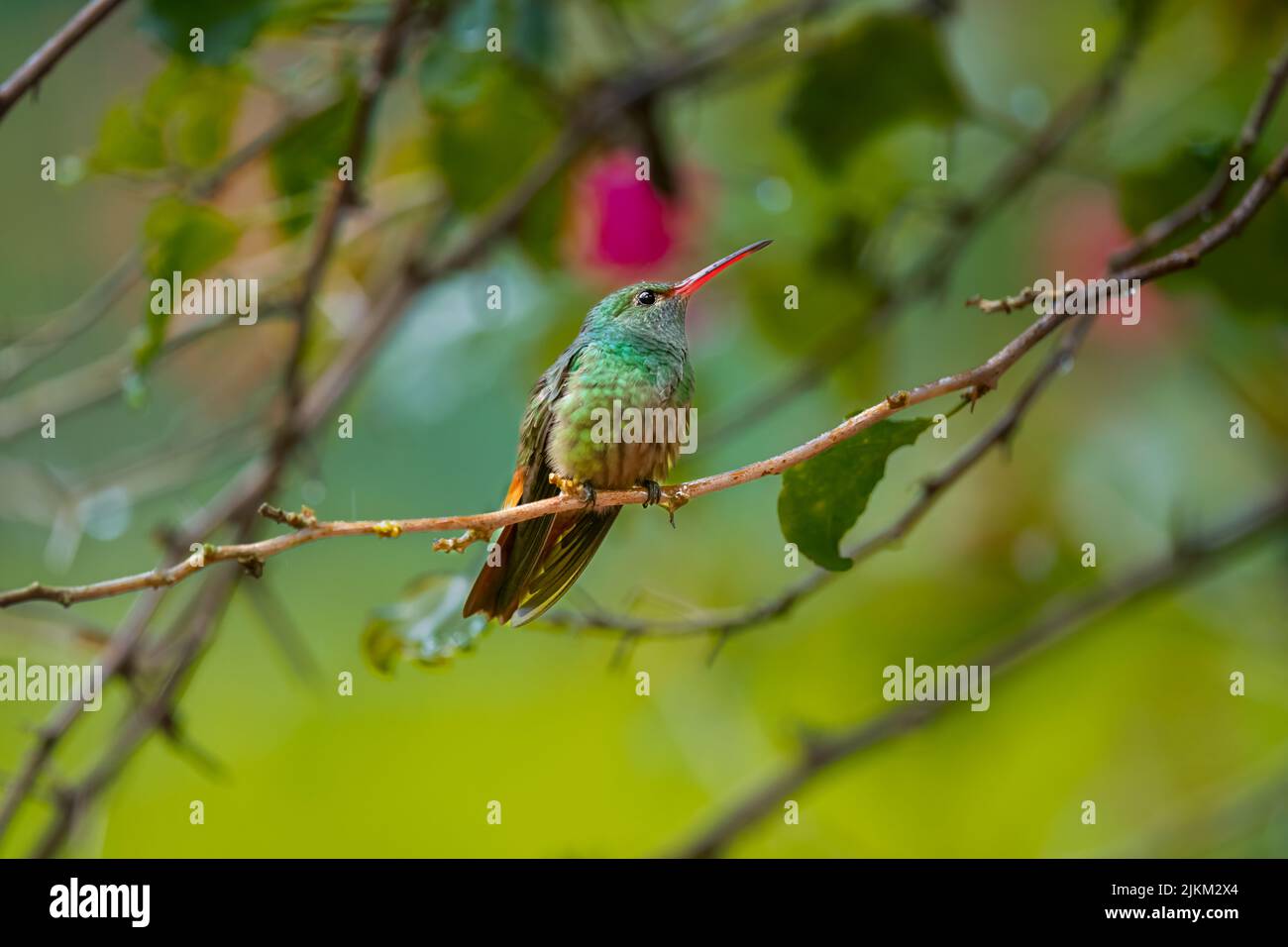 A colorful Hummingbird standing on small branch in Manuel Antonio ...
