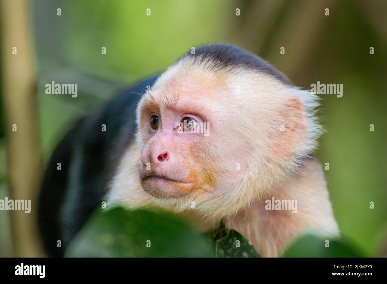 A closeup shot of a small monkey with white face in Manuel Antonio ...