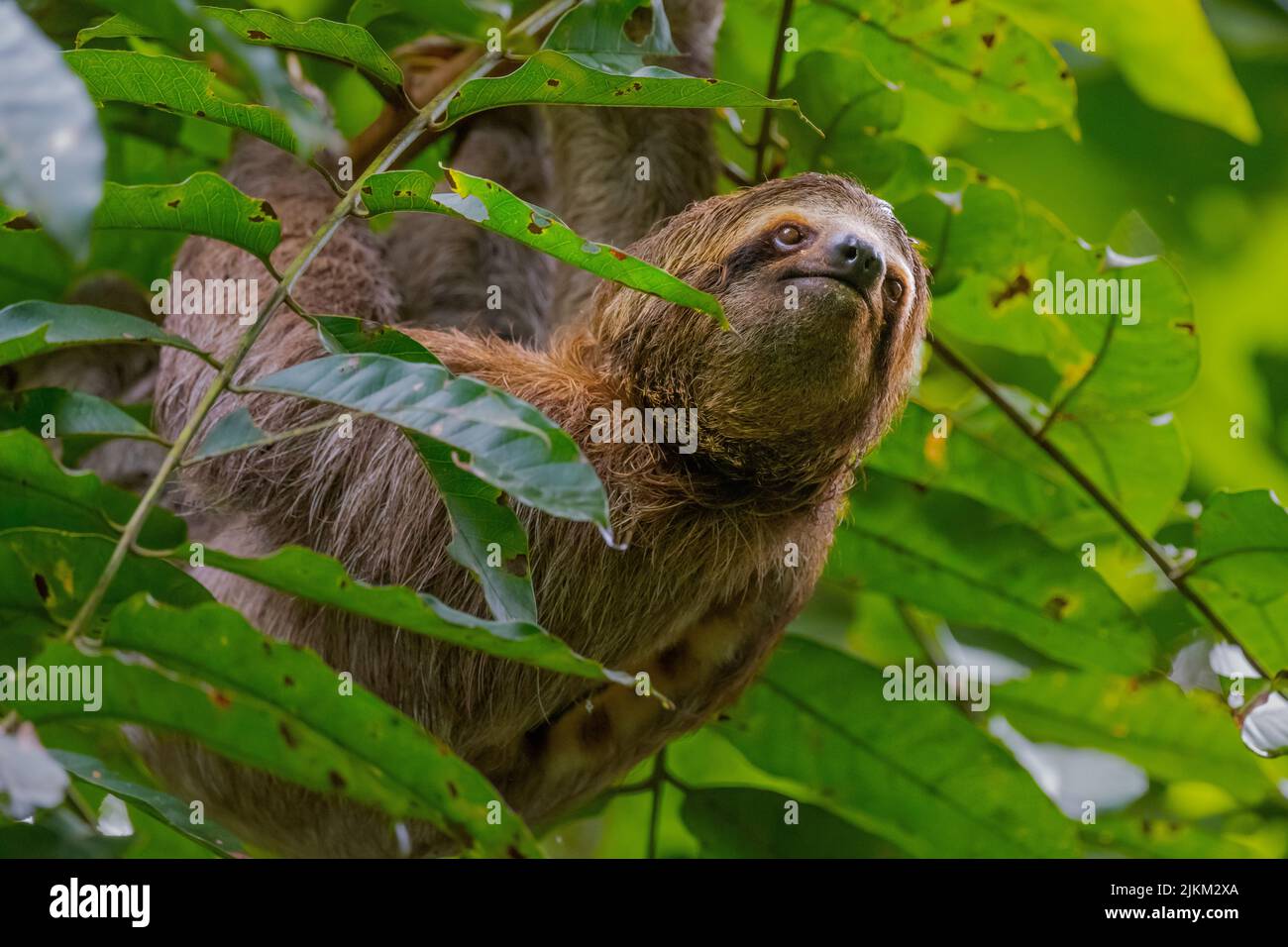 A closeup shot of a Sloths on a tree with the green leaves around in ...