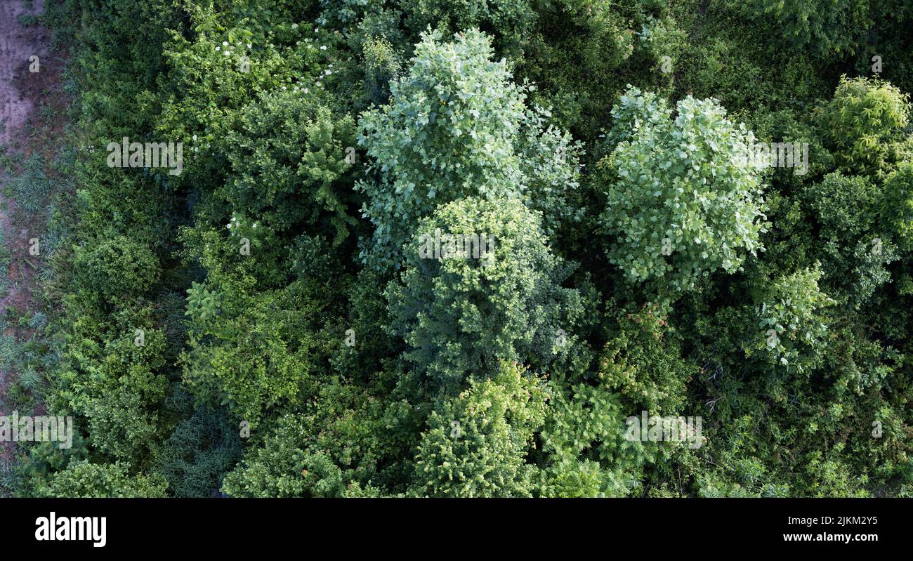 A top view of green trees in the forest Stock Photo - Alamy