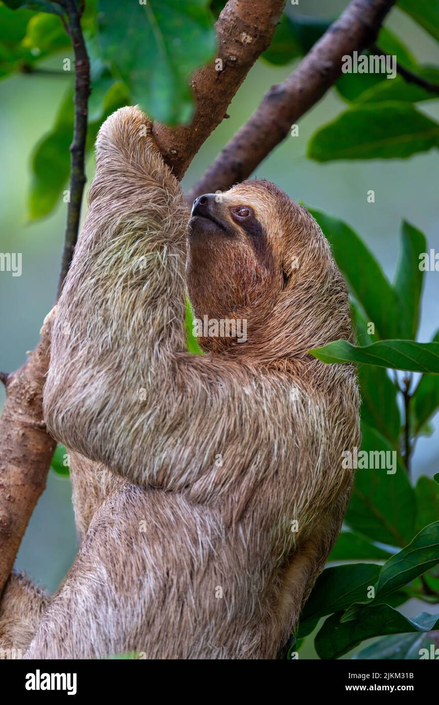 Costa rica sloths hi-res stock photography and images - Alamy
