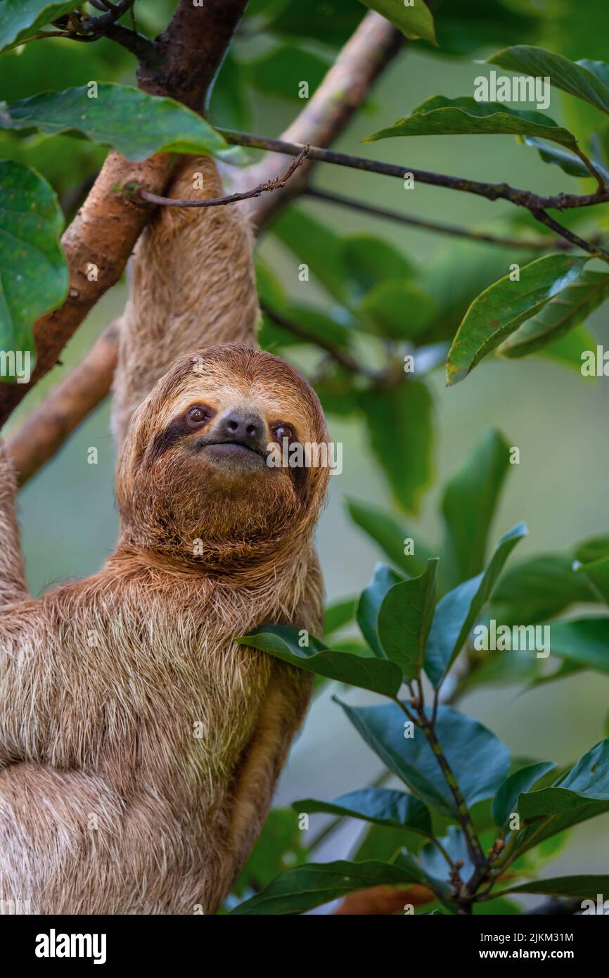 A closeup shot of a Sloths on a tree with the green leaves around in ...