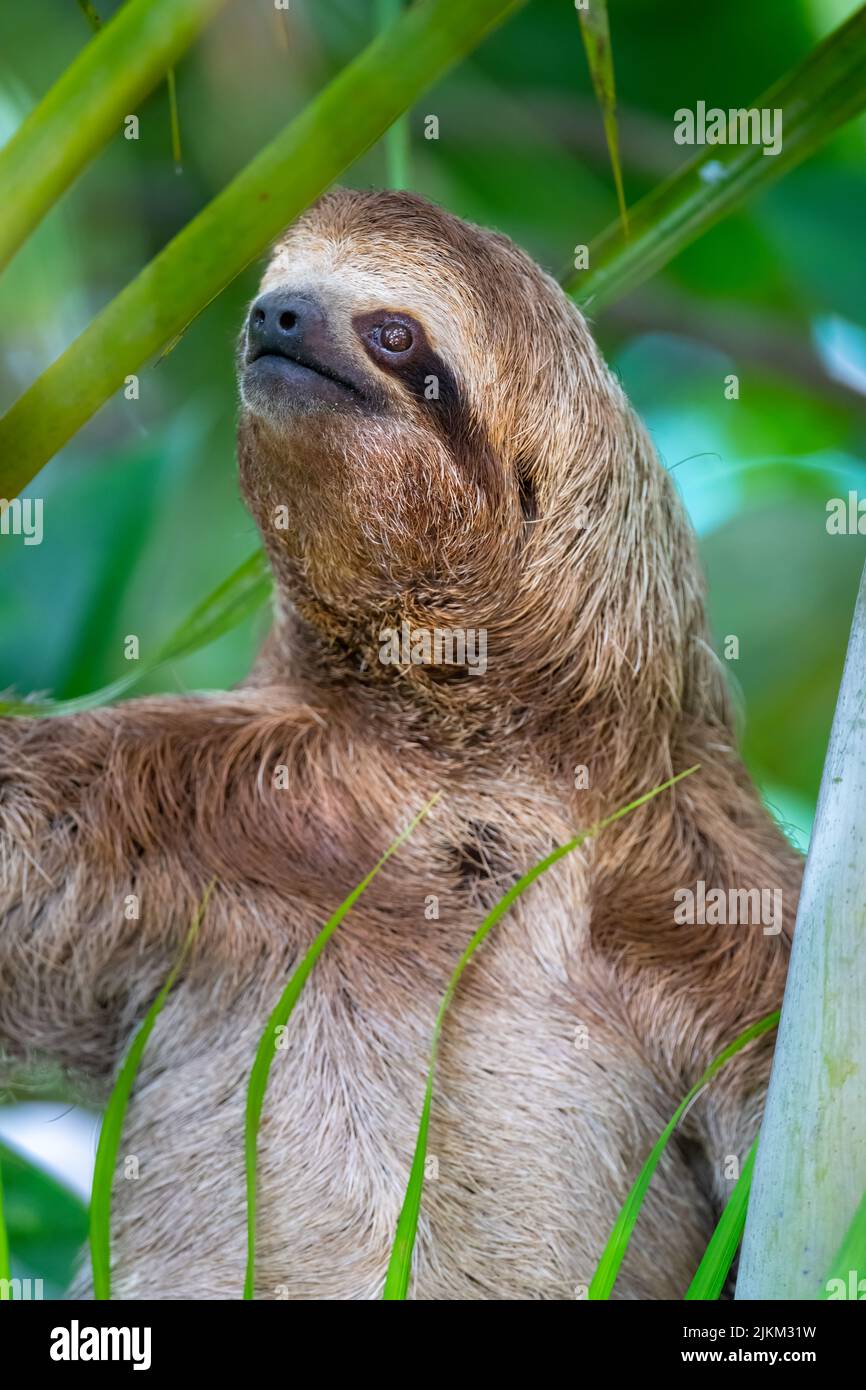 A closeup shot of a Sloths on a tree with the green leaves around in ...