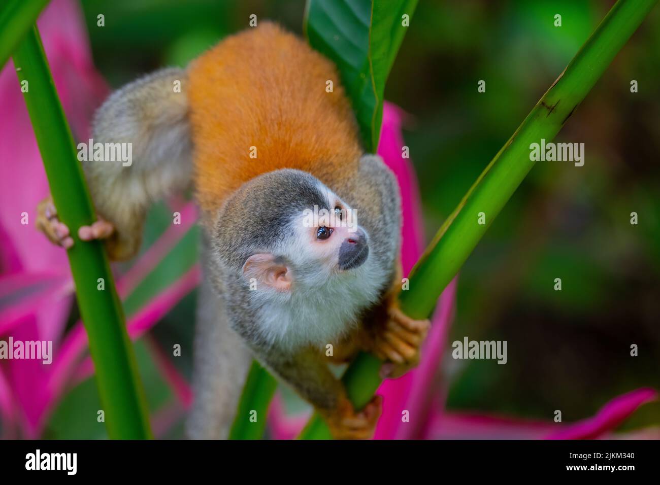 A red-backed squirrel monkey in Manuel Antonio National Park, Quepos ...