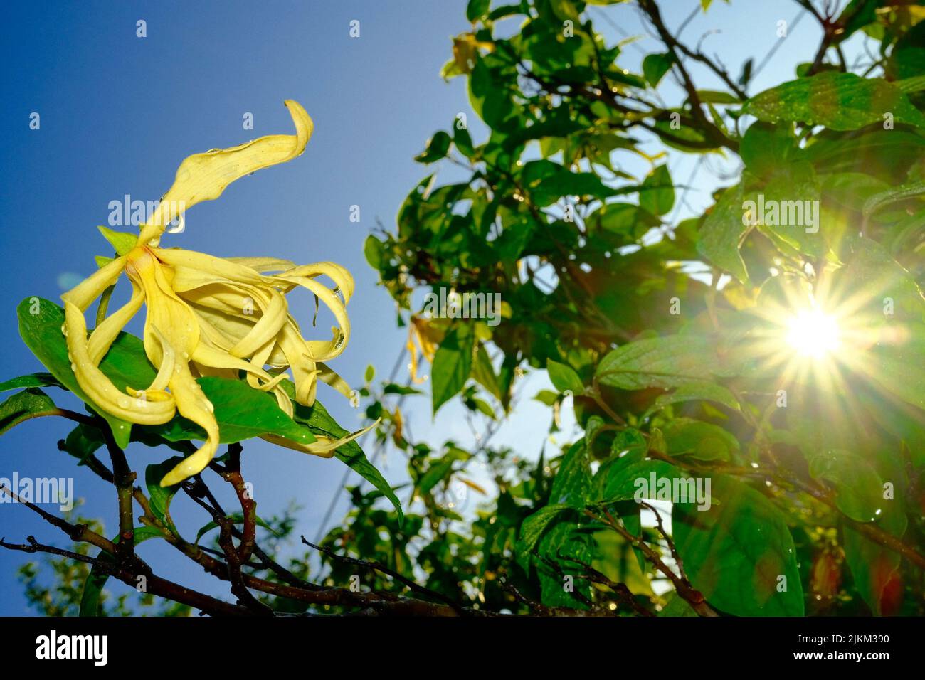 A low angle shot of sun rays falling on a flower covered with water ...