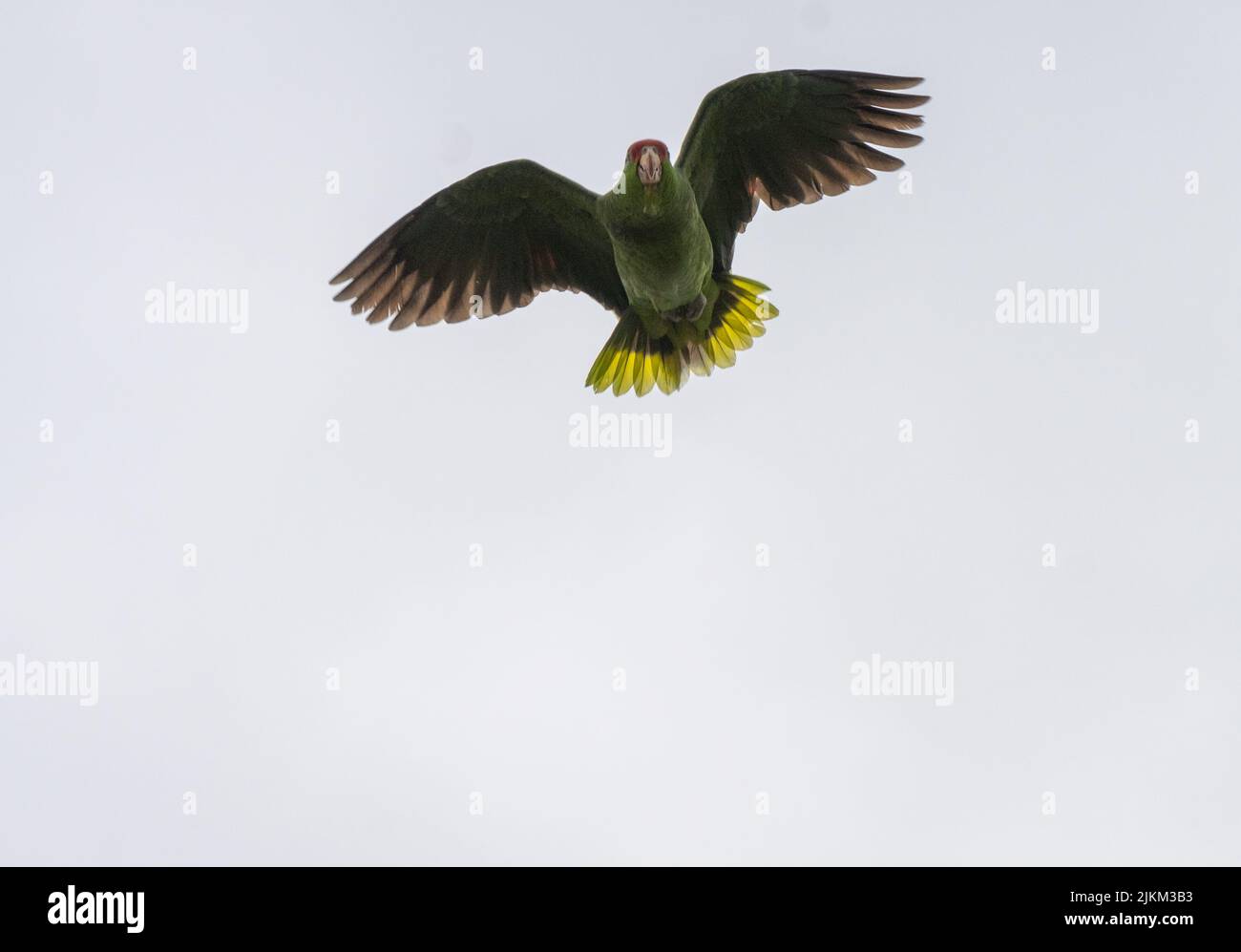 Low angle shot parrot hi-res stock photography and images - Alamy