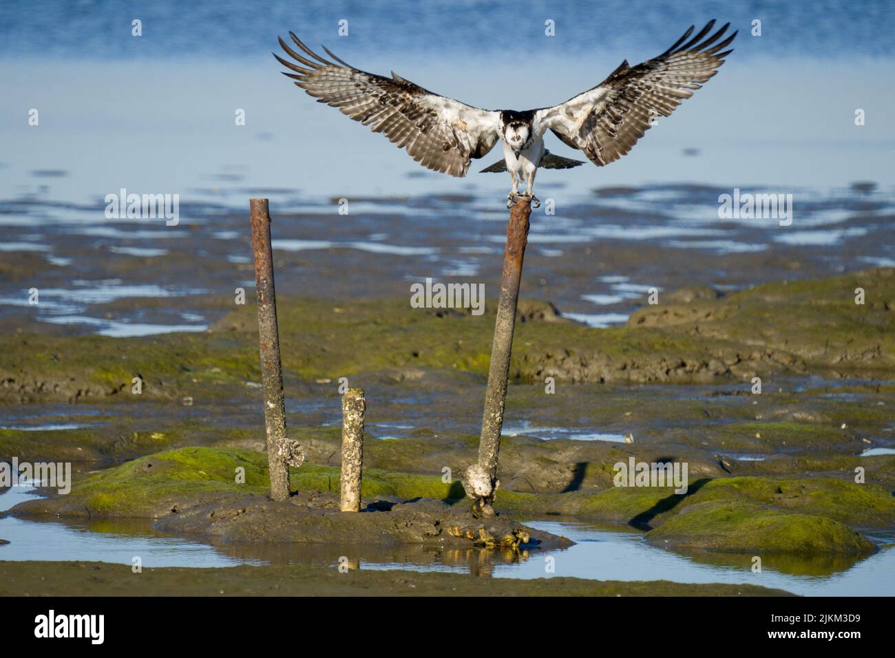 A bird flying in the sky Stock Photo - Alamy