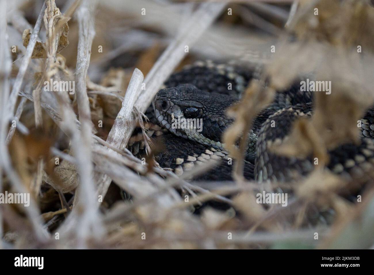 A black snake on dried grass Stock Photo - Alamy
