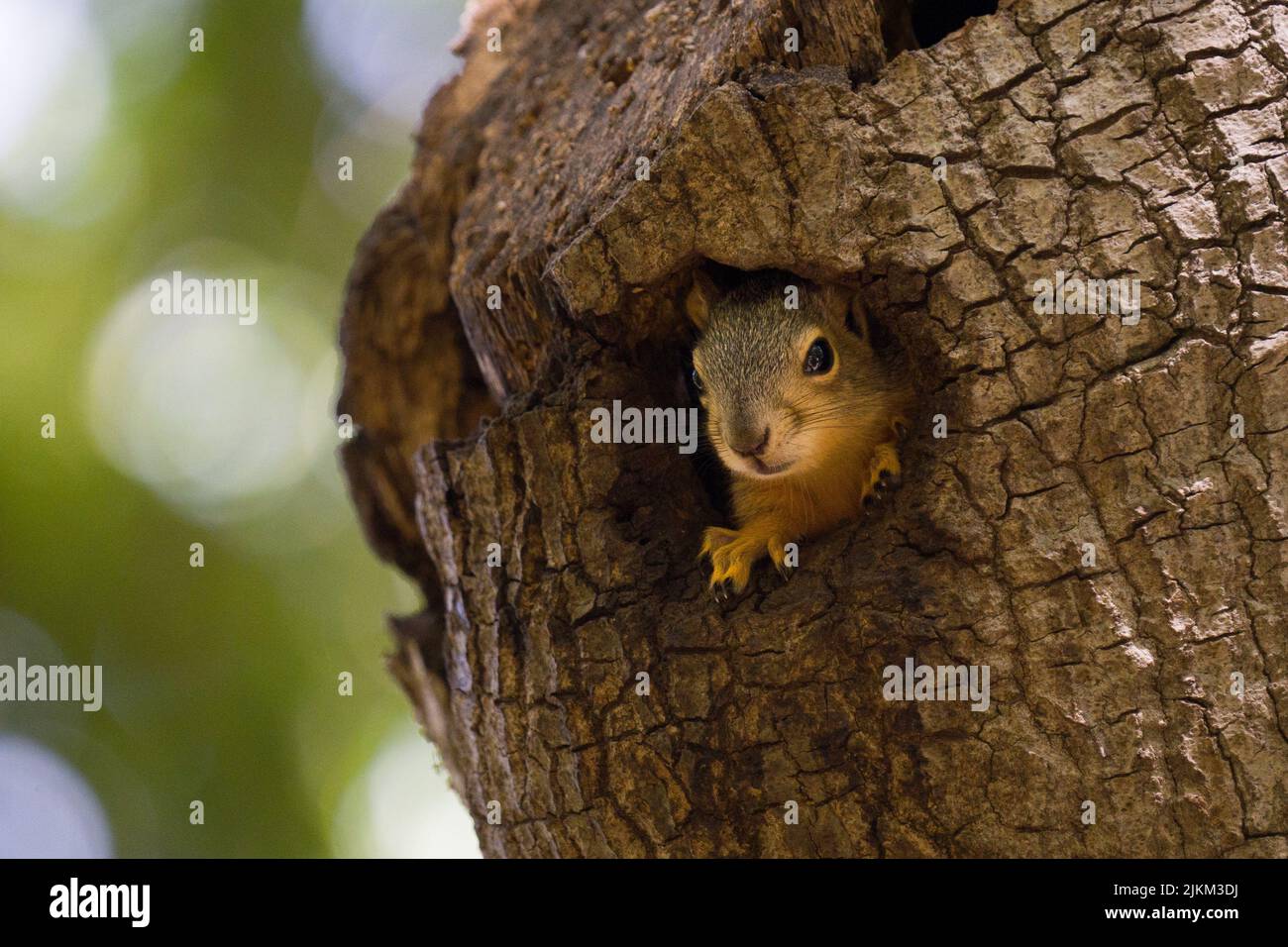 A closeup shot of a squirrel in tree trunk Stock Photo - Alamy