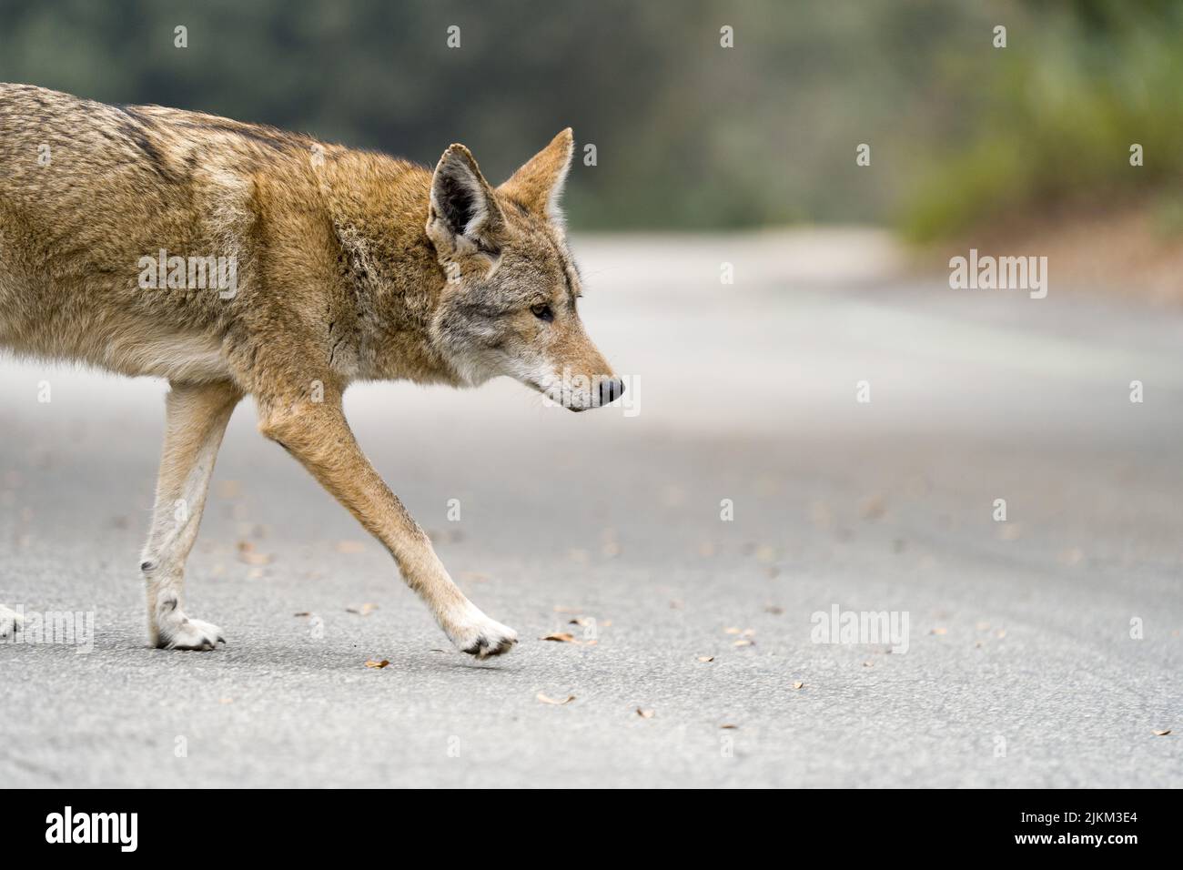 Closeup portrait of a wild wolf hi-res stock photography and images - Alamy