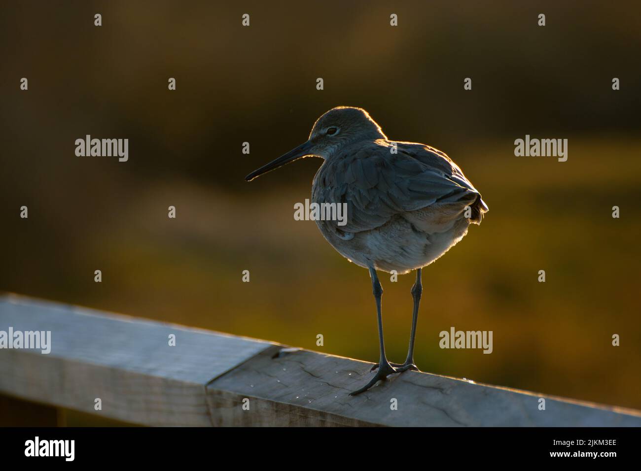 A closeup shot of a bird Stock Photo - Alamy