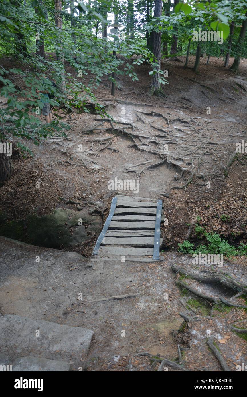 A vertical shot of a small boardwalk in a forest with many trees Stock ...