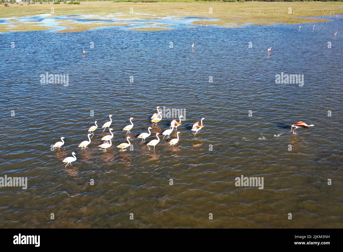 A high angle shot of a group of pink flamingos swimming in a pond Stock ...