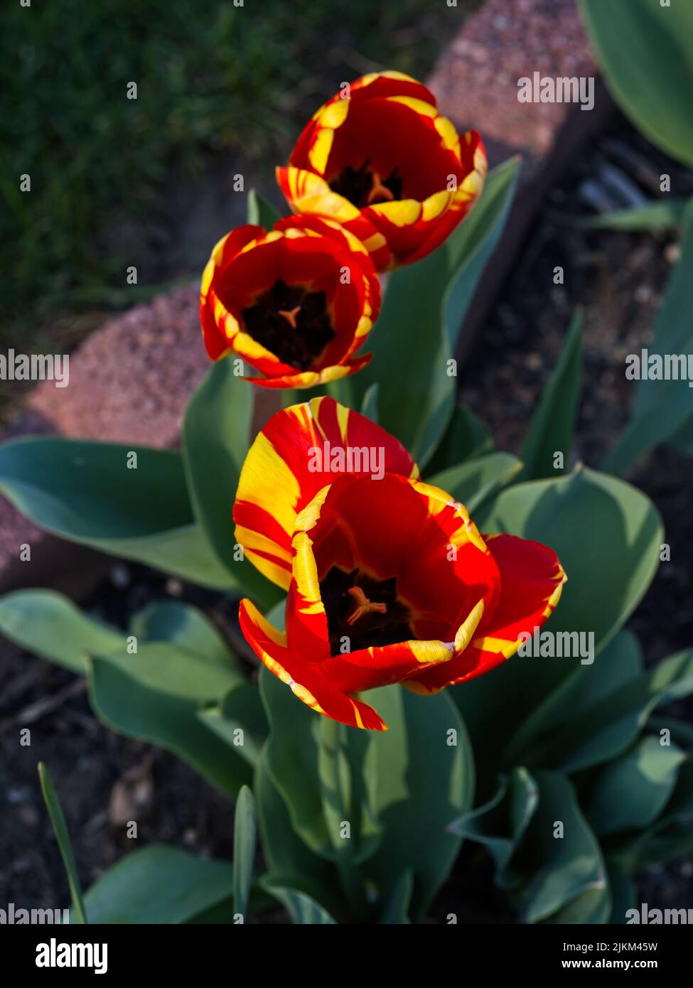 A vertical shot of an opened tulip buds growing in the garden Stock ...