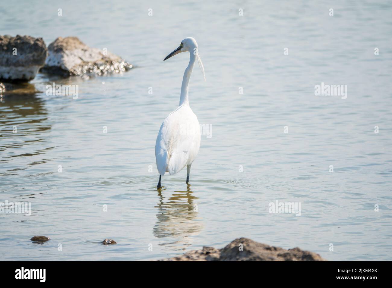 The small white heron or Little egret stands in the lake. Small White ...
