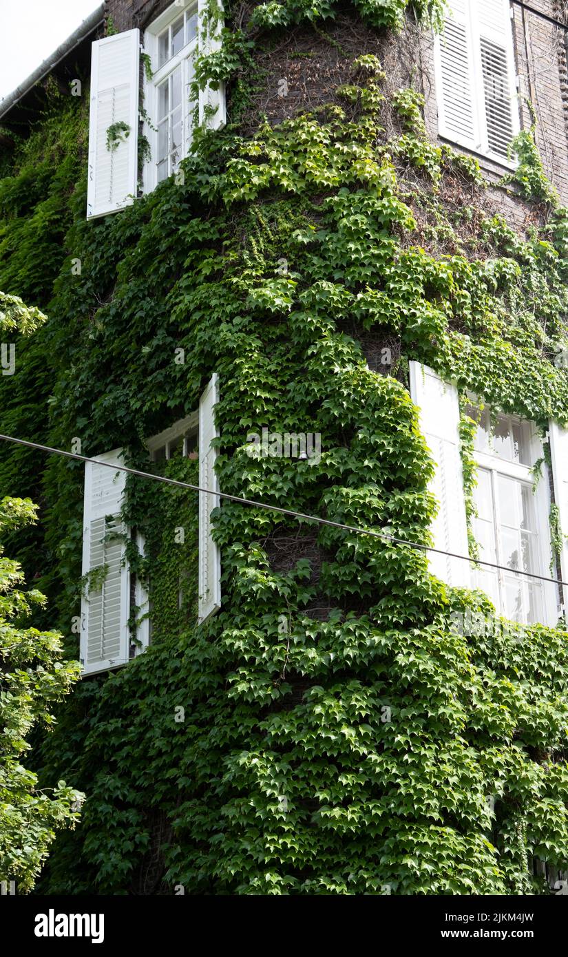 Building wrapped up in ivy Stock Photo - Alamy