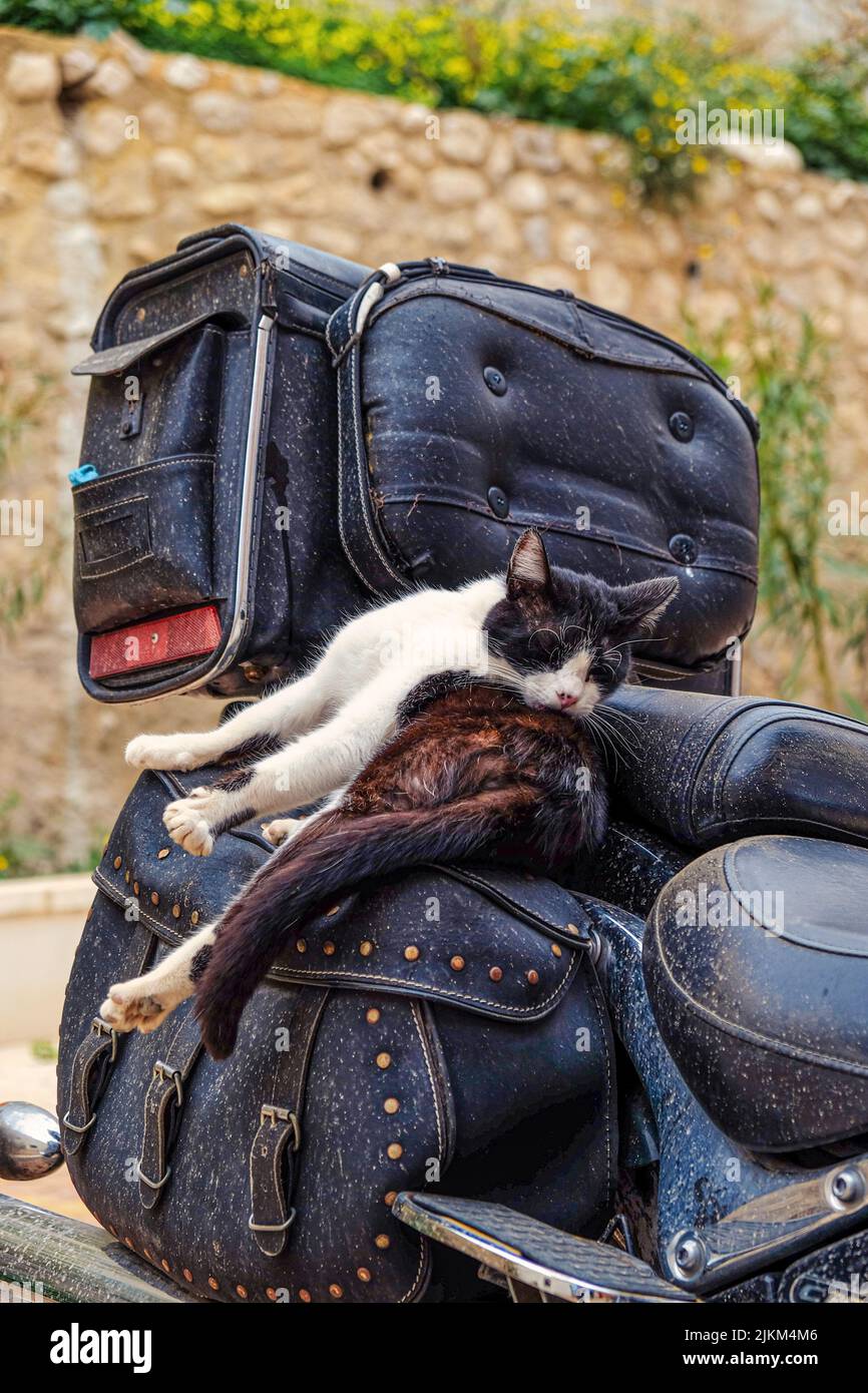 Cat on a motorcycle hi-res stock photography and images - Alamy
