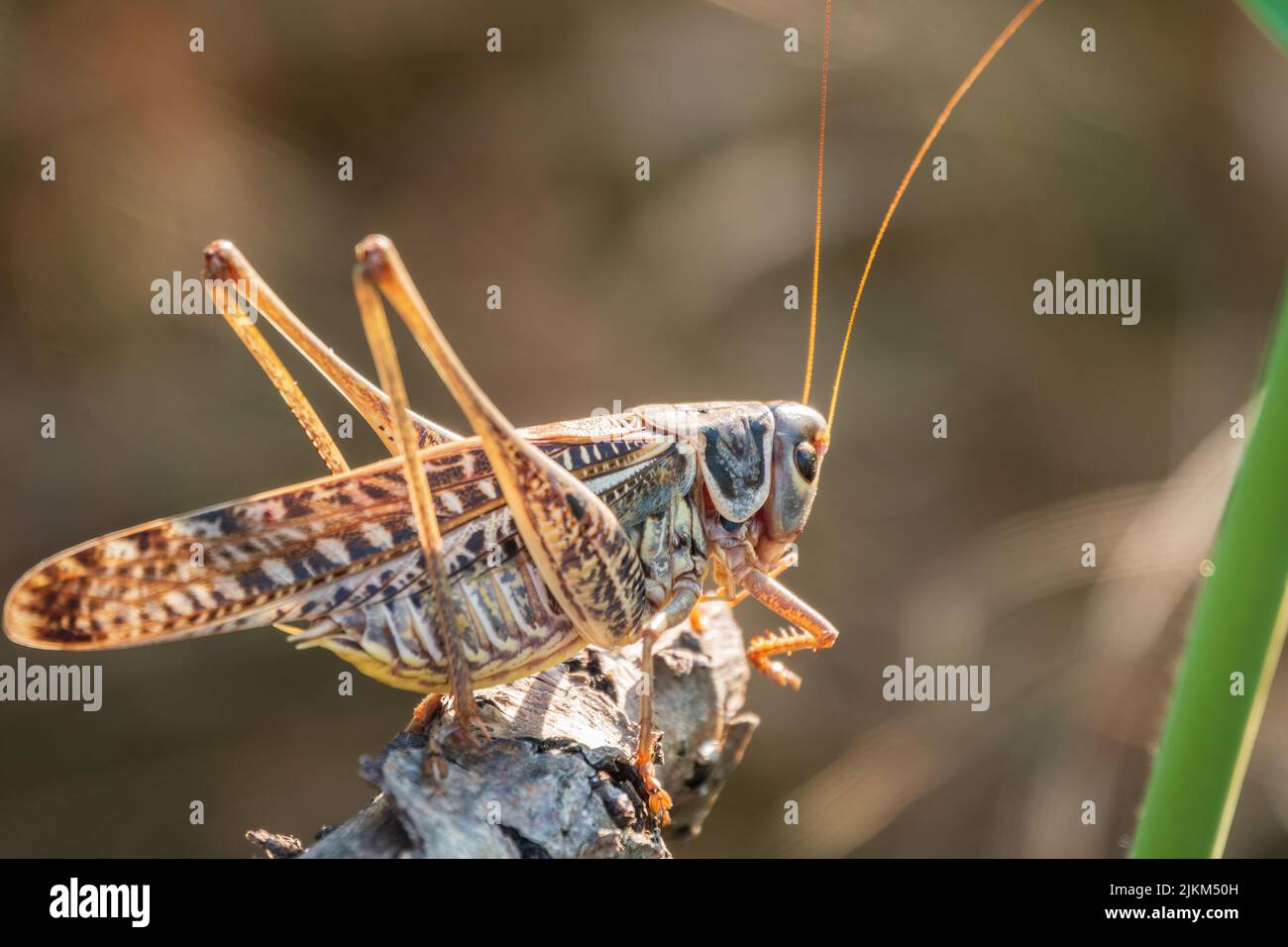 Locusta migratoria flying hi-res stock photography and images - Alamy