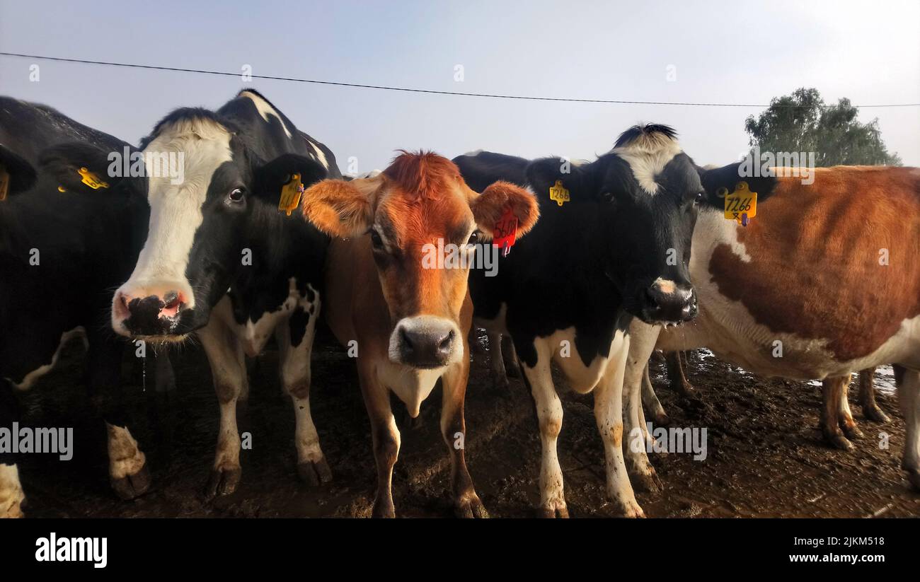 A several multi-colored cows standing next to each other and looking at ...