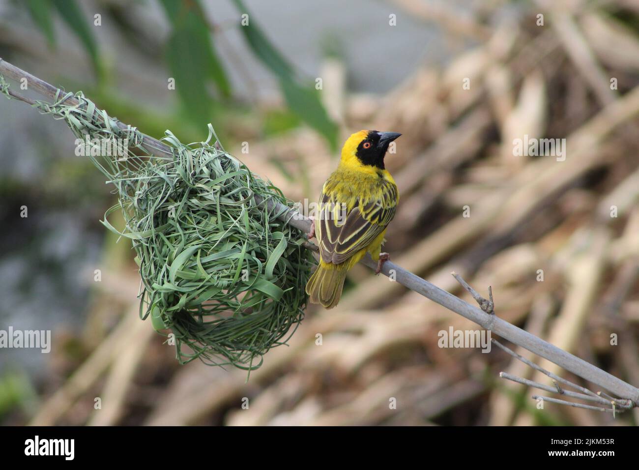 Yellow weaver bird hi-res stock photography and images - Alamy